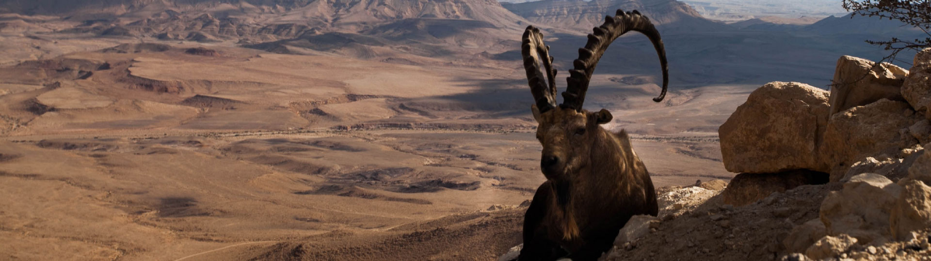 מלון מצפה רמון : סוויטות רמון במרחק הליכה מהמכתש היפה במדינה